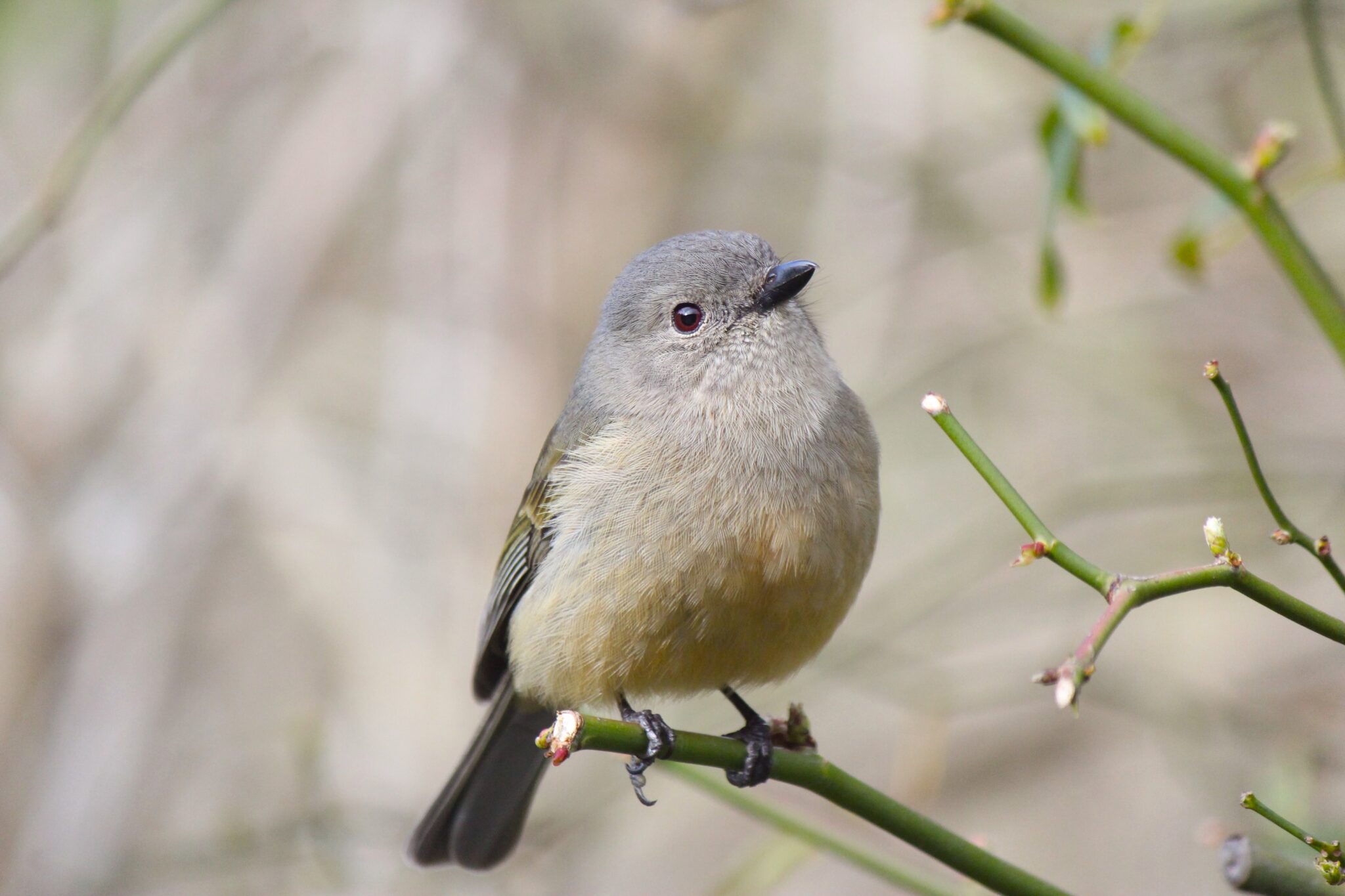 The Thing with The Feathers: HOPE – ali lanzetta